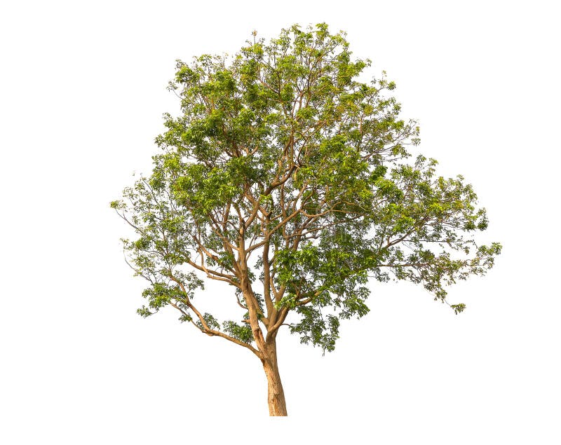 Isolate tree stock image. Image of isolation, firm, ecological - 90994203