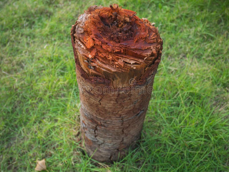 7,600 Inside Tree Trunk Stock Photos - Free & Royalty-Free Stock Photos ...