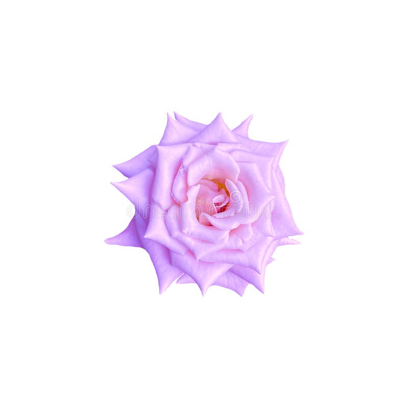 Isolate Violet Rose Color on White Background Stock Illustration ...
