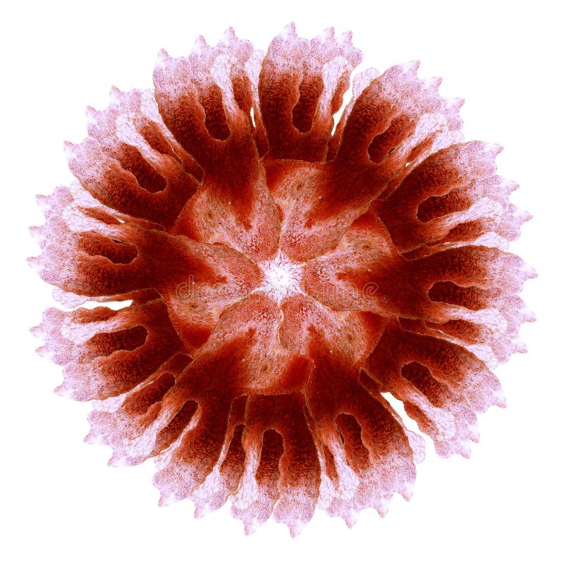 Watercolor Red Flower Pattern Stock Illustration - Illustration of ...