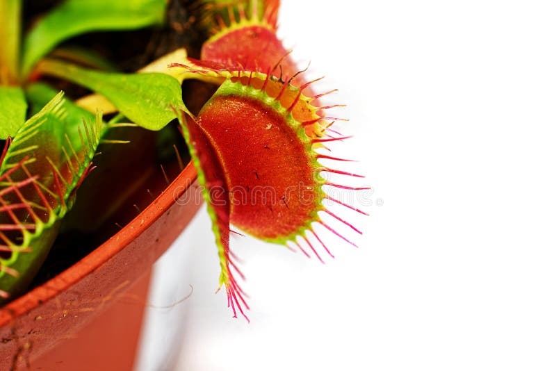 Isolate on a White Background in a Flower Pot - Flycatcher. Venus ...