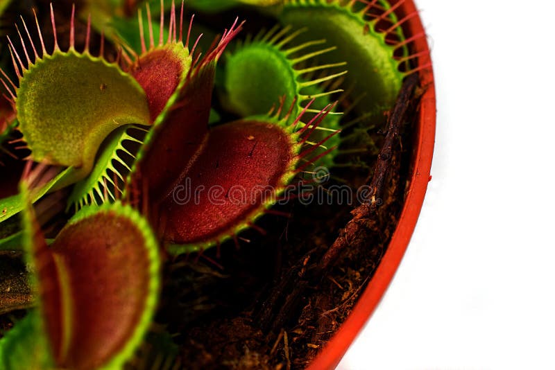 Isolate on a White Background in a Flower Pot - Flycatcher. Venus ...
