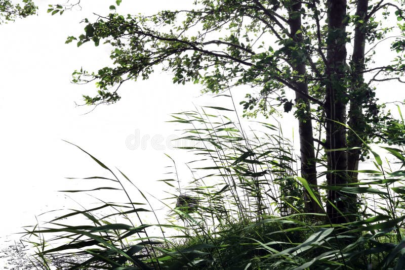 Isolate on the White Background of the Tree at the Base of the Grass ...