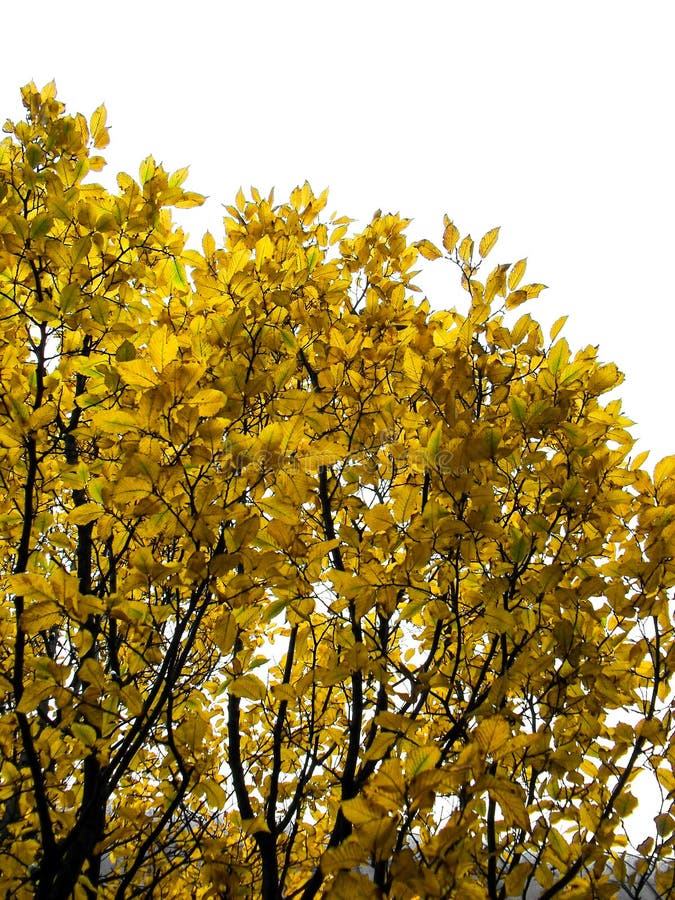 Isolate yellow trees stock image. Image of bright, color - 38815325