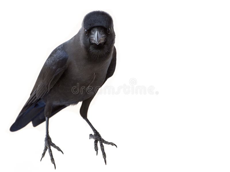 356 Crow Front View Stock Photos - Free & Royalty-Free Stock Photos ...