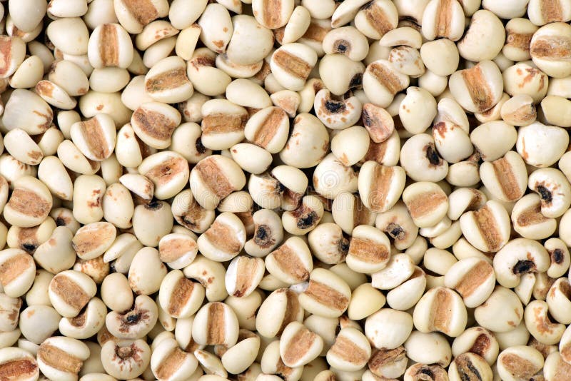 664 Adlay Stock Photos - Free & Royalty-Free Stock Photos from Dreamstime