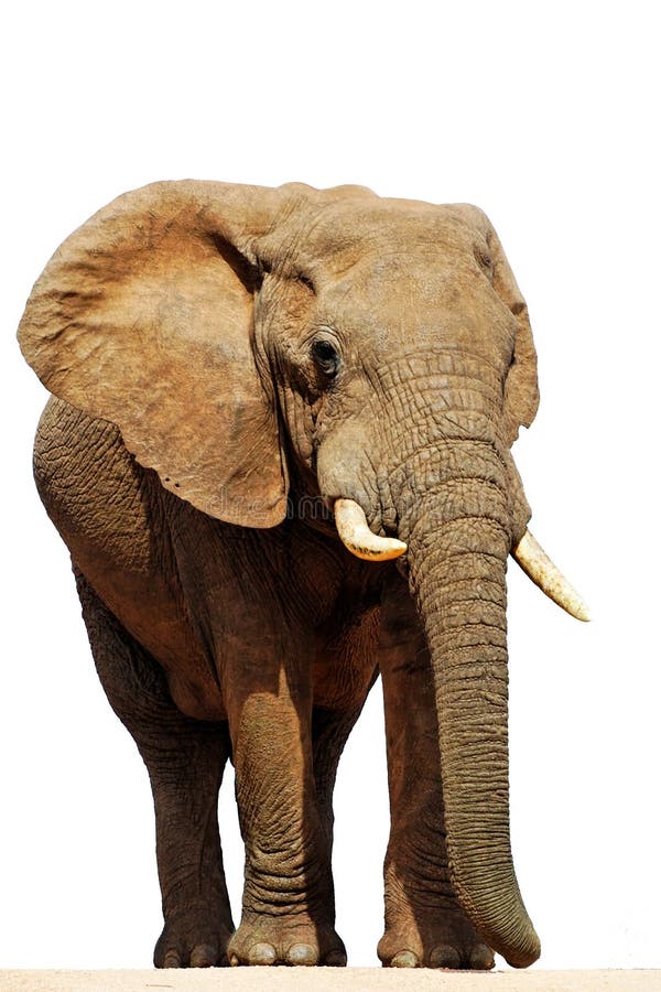 Elephant isolated stock image. Image of mammal, safari - 12229701