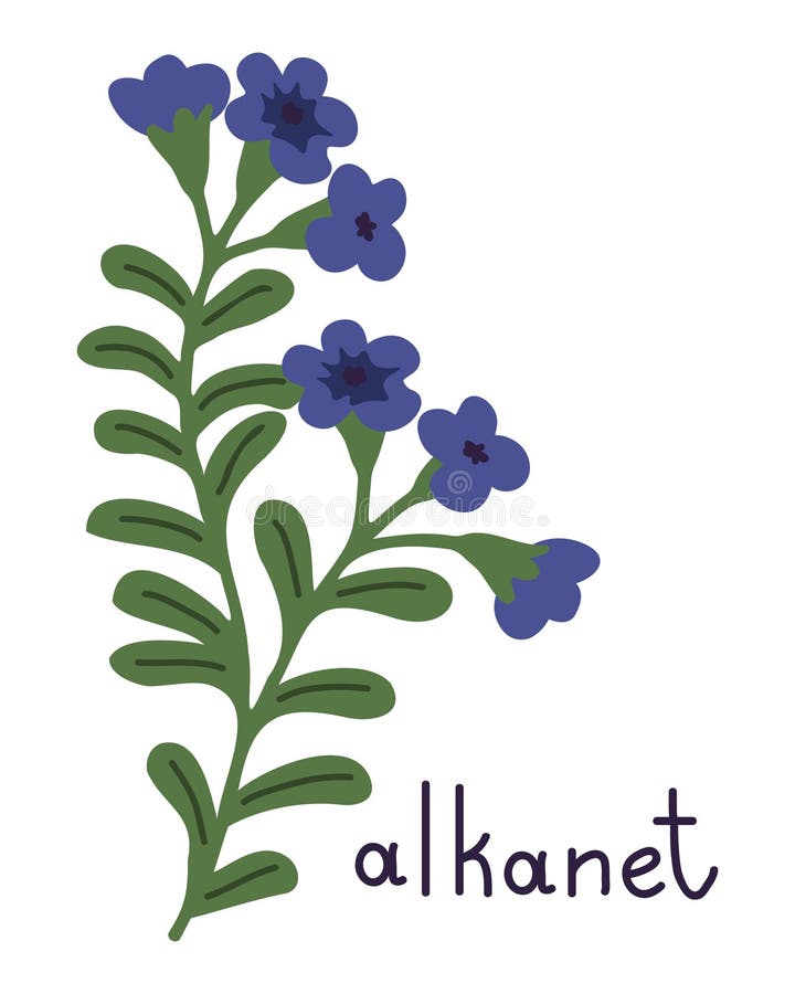 Alkanet Illustration Stock Illustrations – 5 Alkanet Illustration Stock ...