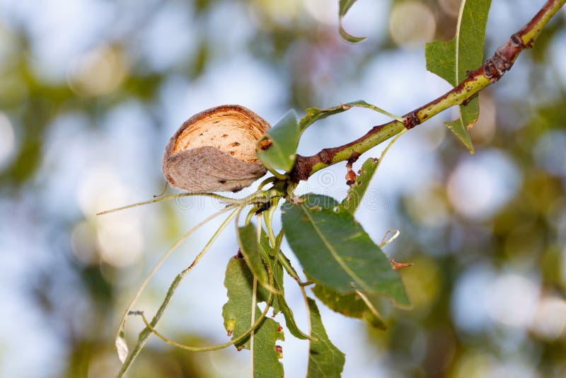 Isolated Almond on Tree Branch Stock Photo - Image of beautiful ...
