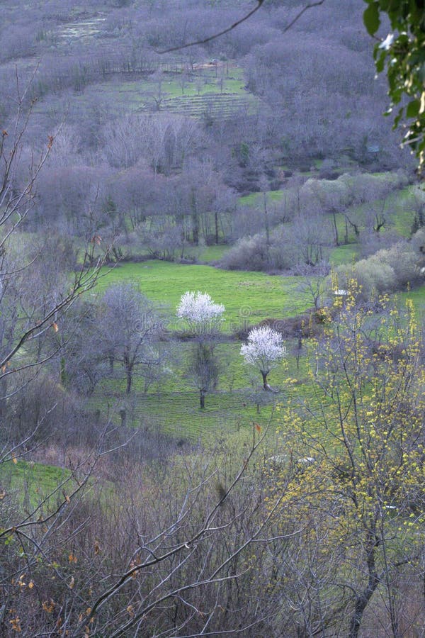 Isolated Almond Trees in Bloom in Spring in Atlantic Landscape Vertical ...