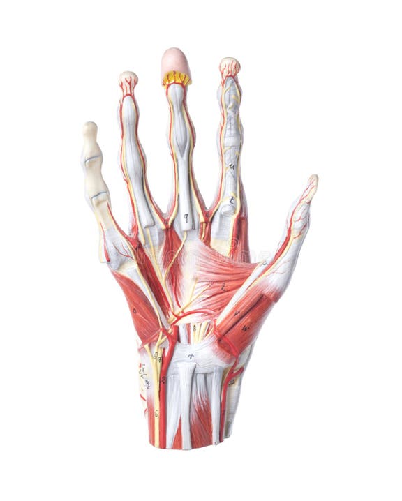 Isolated Anatomic Model of a Human Hand Stock Image - Image of human ...