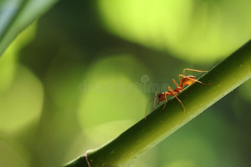 Ants climb walls stock image. Image of white, close, wildlife - 74986593