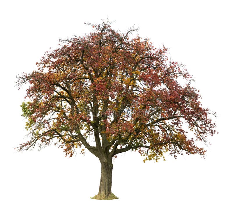 Isolated Apple Tree in Autumn Stock Image - Image of fall, colors: 6796169
