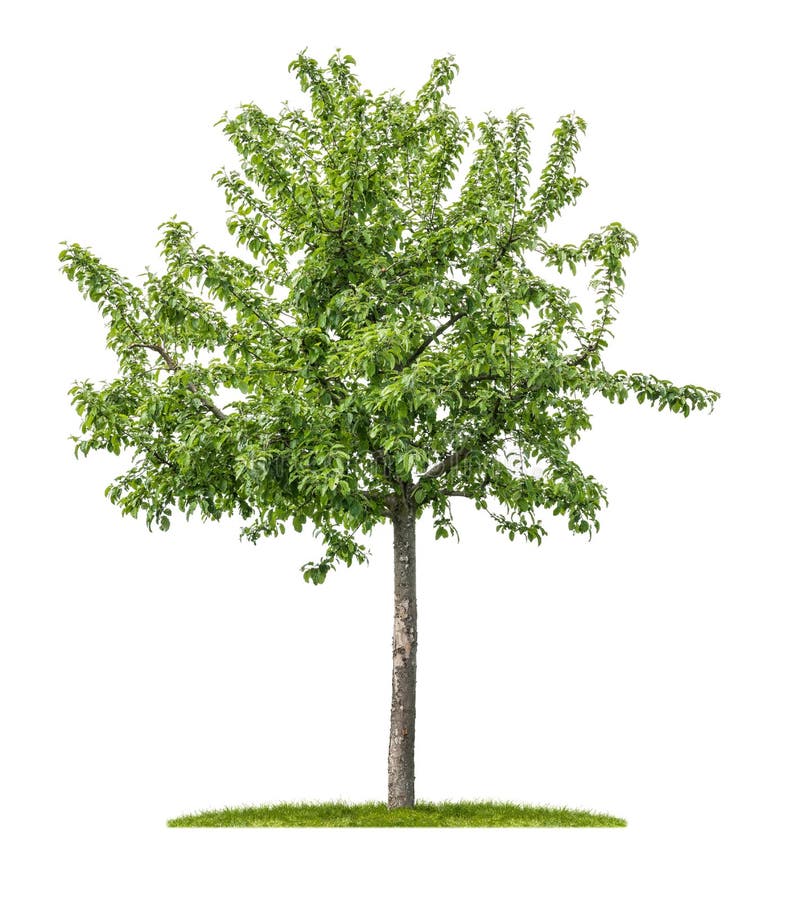 Realistic Apple Tree Isolated on a White. 3d Illustration Stock ...