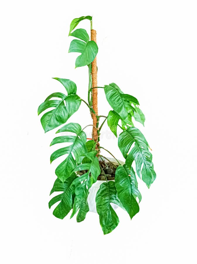 Isolated Aroid Mostera Plant on a White Background. Used for Interior ...