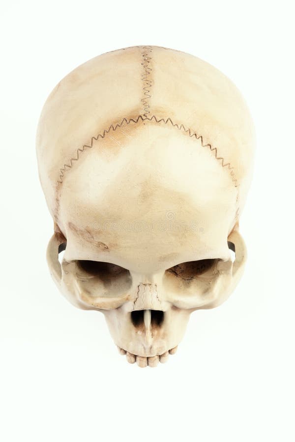Isolated Human Skull on a White Background Stock Image - Image of bone ...