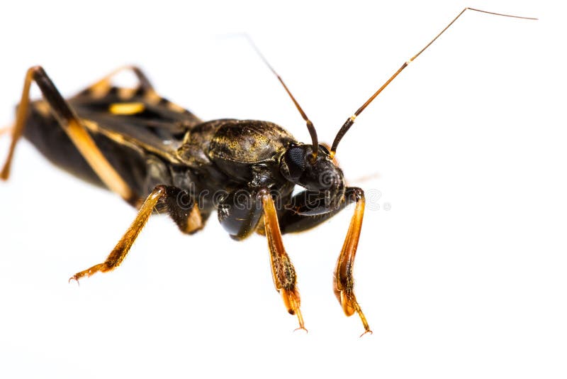 Assassin bug stock image. Image of hunting, animals, park - 29531387