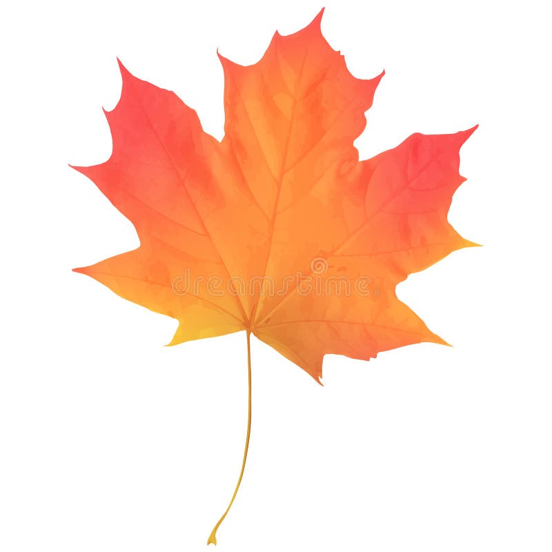 Realistic Maple Leaf Isolated on White Background Stock Vector ...