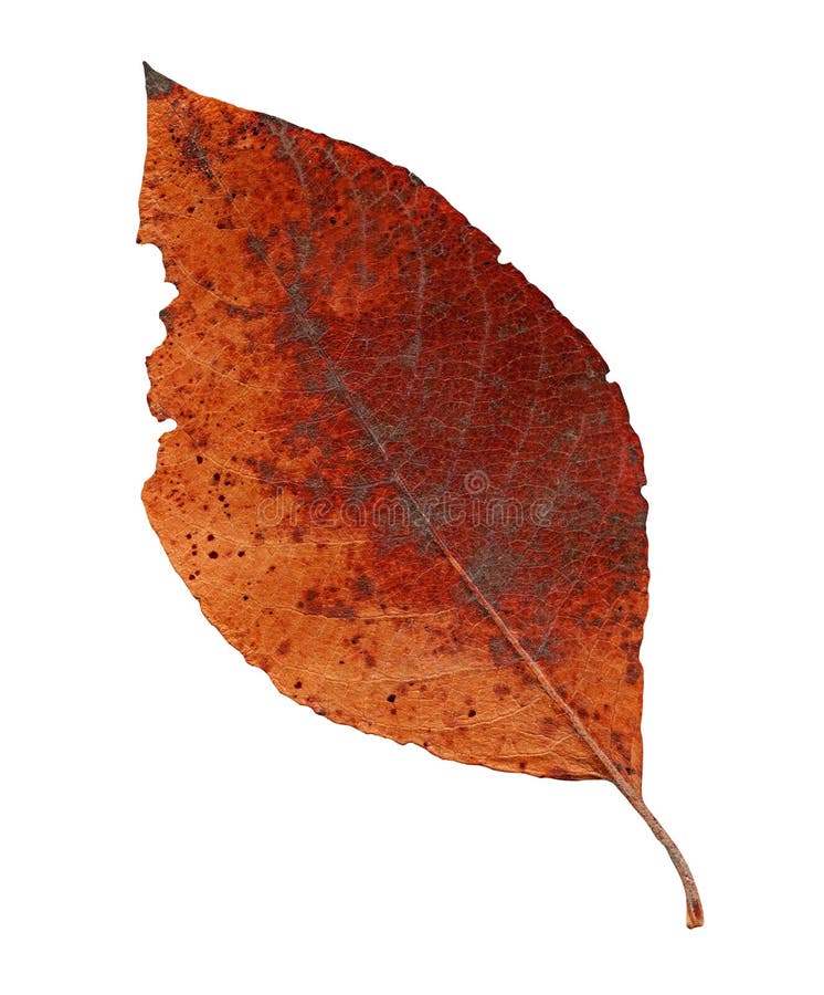 Isolated autumn leave stock photo. Image of brown, green - 130072334