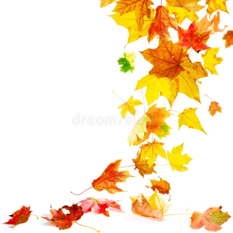 Isolated Autumn Leaves stock image. Image of wind, closeup - 76376761