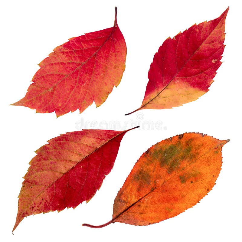 Isolated autumn leaves set stock image. Image of objects - 46946703