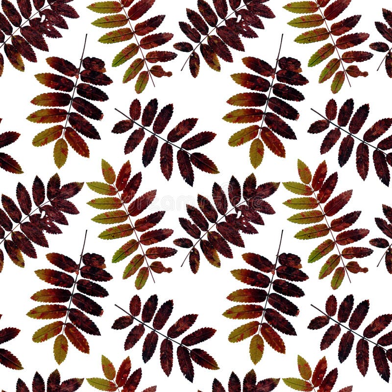 Isolated Autumn Rowan Leaves Seamless Collage Pattern on a White Stock ...