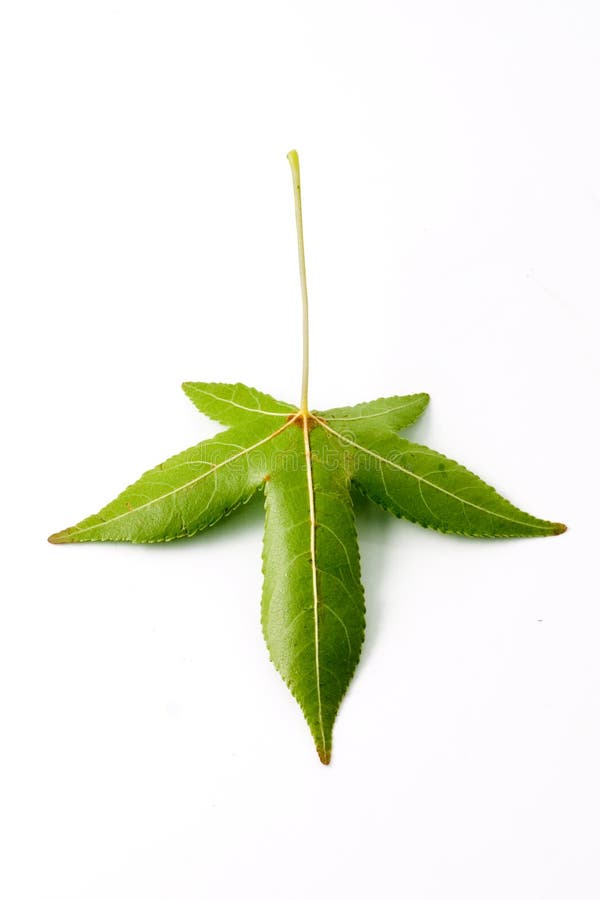 Isolated back leaf stock image. Image of green, life, flower - 1275399