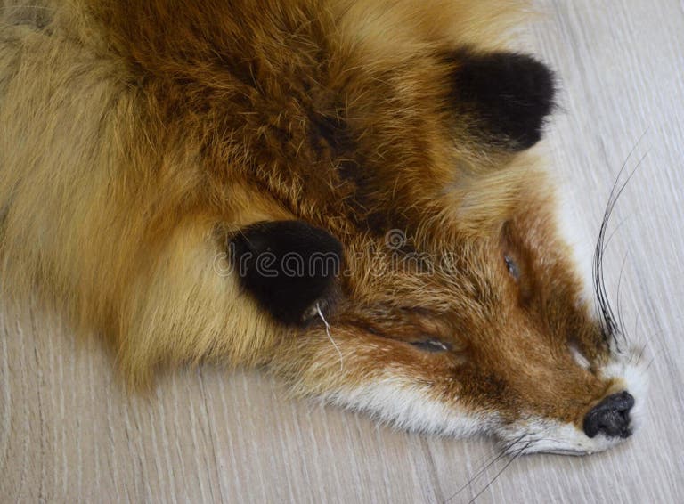 Isolated Background Fox Fur. Stock Photo - Image of lying, material ...