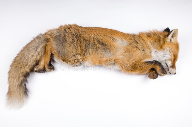 Dead fly stock photo. Image of infestation, body, isolated - 21928028