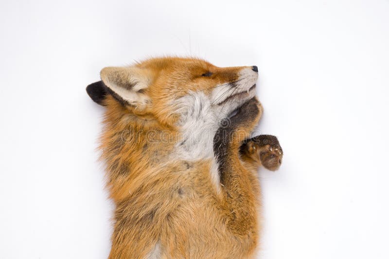 Dead fly stock photo. Image of infestation, body, isolated - 21928028