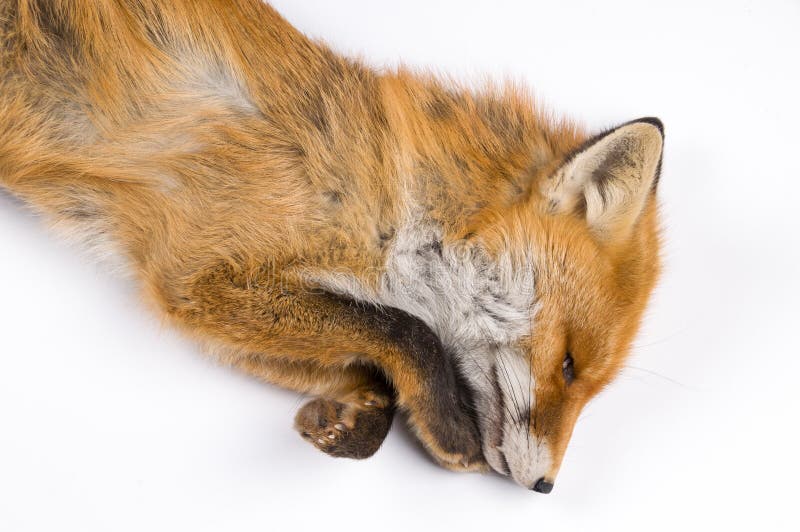 103 Dead Fox Fur Photos - Free & Royalty-Free Stock Photos from Dreamstime