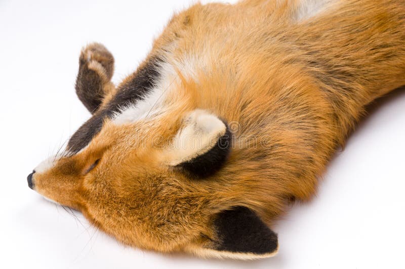 Dead fly stock photo. Image of infestation, body, isolated - 21928028