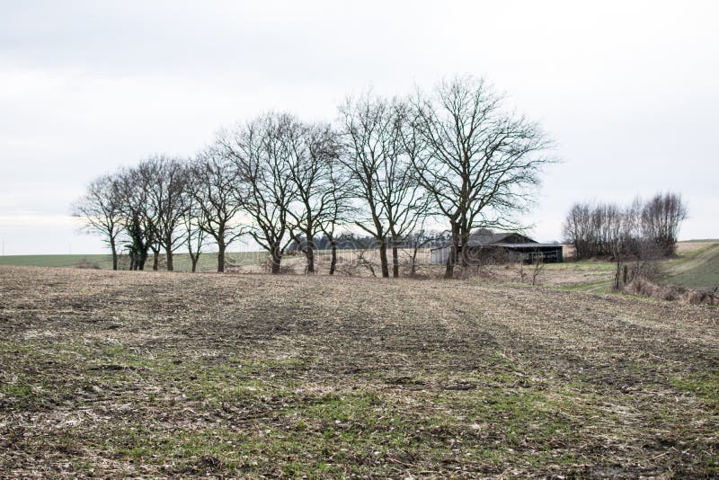 Isolated Background with Trees Stock Photo - Image of leaf, bright ...