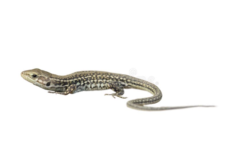 Golden Hamster Isolated on White Stock Image - Image of fluffy, funny ...