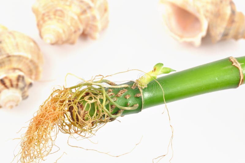 Isolated bamboo root stock image. Image of macro, leaf - 14273107