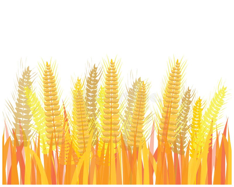 Isolated Rice Plant on White Background Stock Vector - Illustration of ...