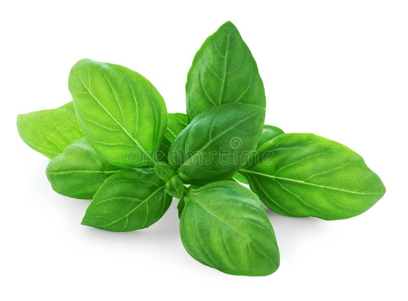 Isolated Basil Leaves. Green Basil Leaf on White Background Stock Photo ...