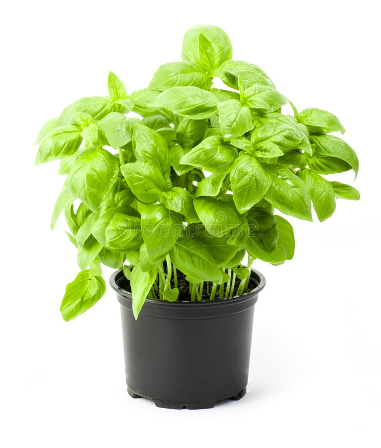 Isolated Basil Plant in Pot Stock Image - Image of ingredient ...