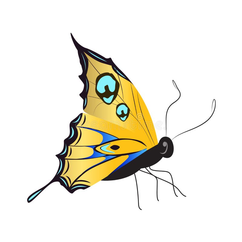Isolated Beautiful Butterfly. Stock Vector - Illustration of insect ...