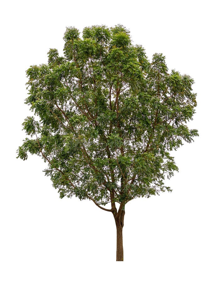 Isolated Beautiful Hight Tree on White Background Stock Photo - Image ...