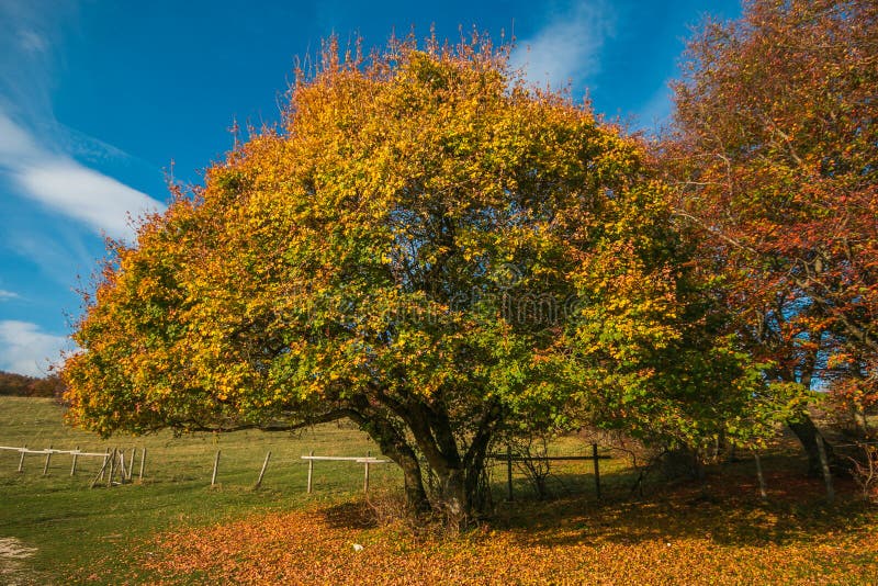 Isolated Beech Tree in the Park Stock Image - Image of landscape ...