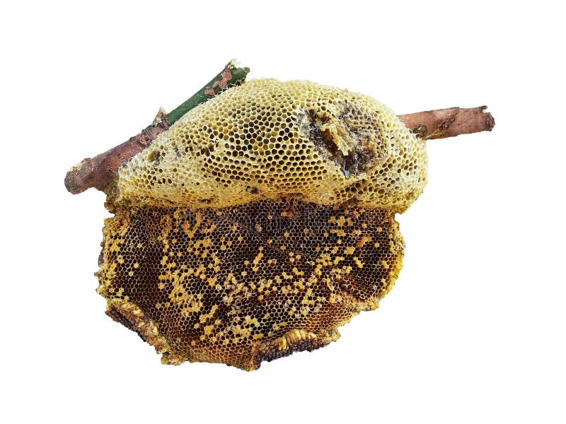 814 Bee Hive Stick Stock Photos - Free & Royalty-Free Stock Photos from ...