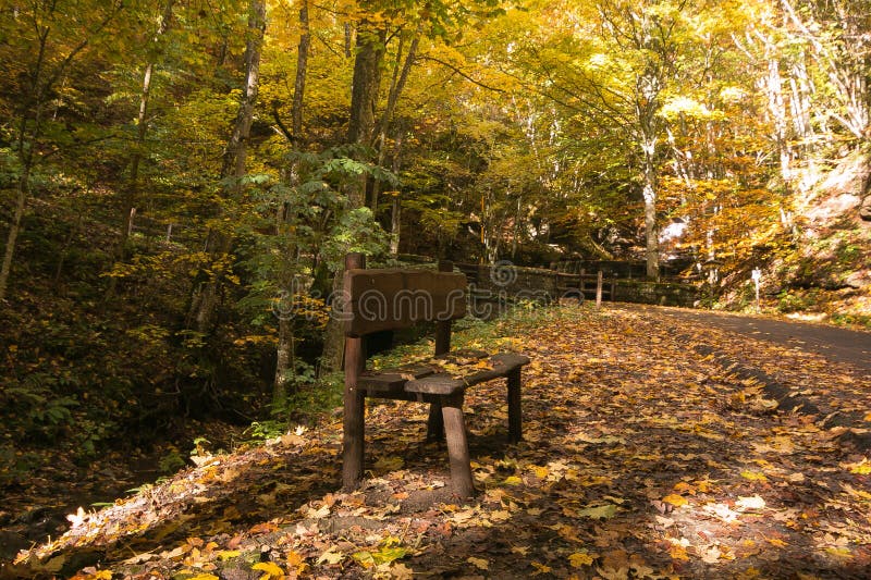Isolated Bench Under Autumn Trees Stock Image - Image of isolated ...