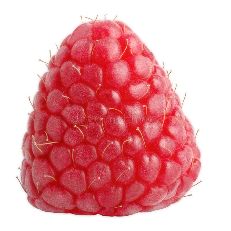 One Raspberry Isolated on White Background with Clipping Path Stock ...