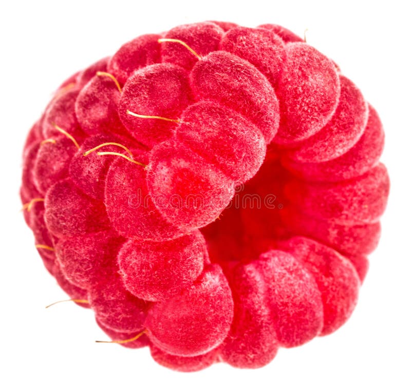 Isolated Berry. One Fresh Raspberry Fruit Isolated on White Back Stock ...