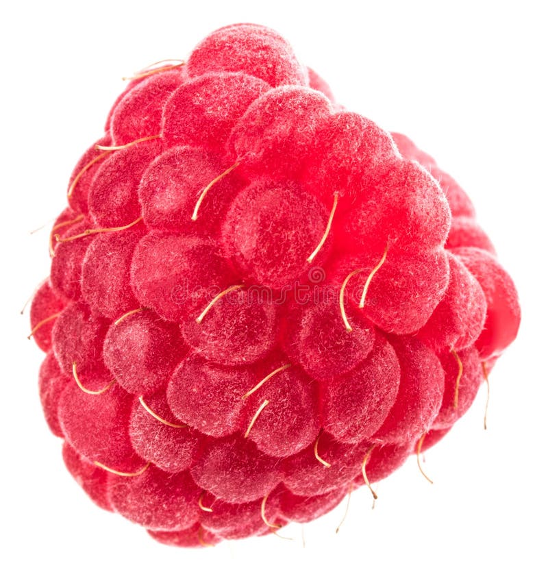 Isolated Berry. One Fresh Raspberry Fruit Isolated on White Back Stock ...