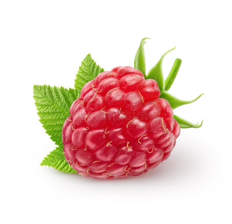 Isolated Berry. One Ripe Raspberry Fruit with Leaves Isolated on White ...