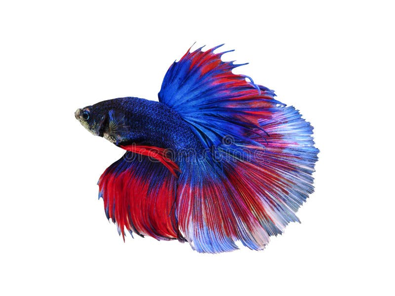 Isolated Betta Fish Multi Color with Clipping Path on White Background ...
