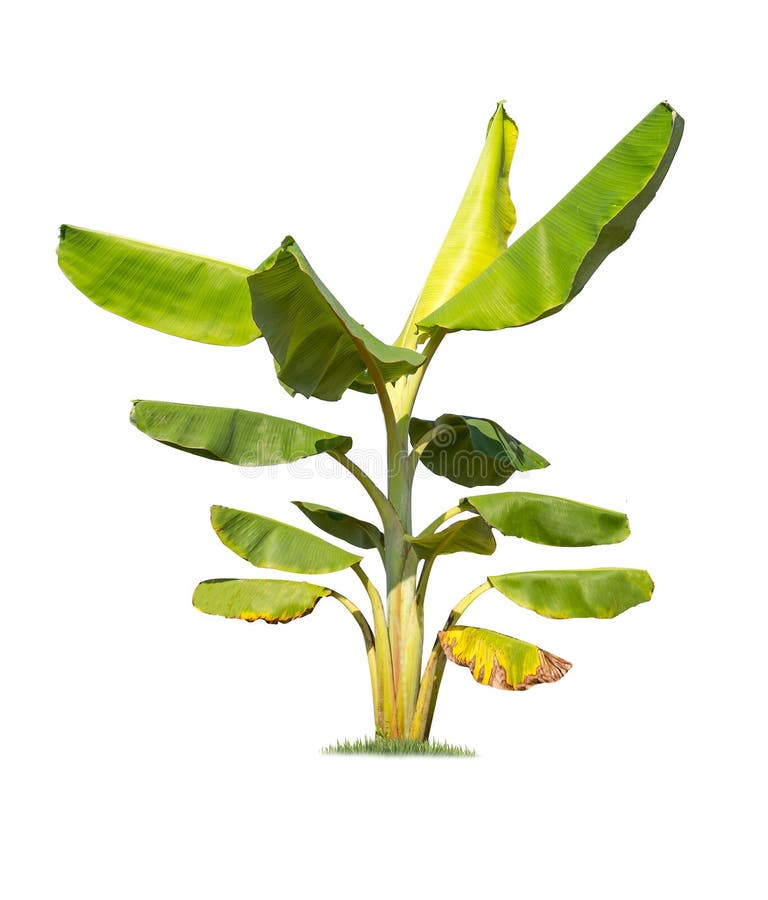Trees Banana. Isolated Tree on White Background , the Collection of ...