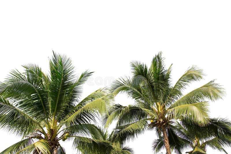 Isolated Big Coconut Tree on White Background Stock Image - Image of ...